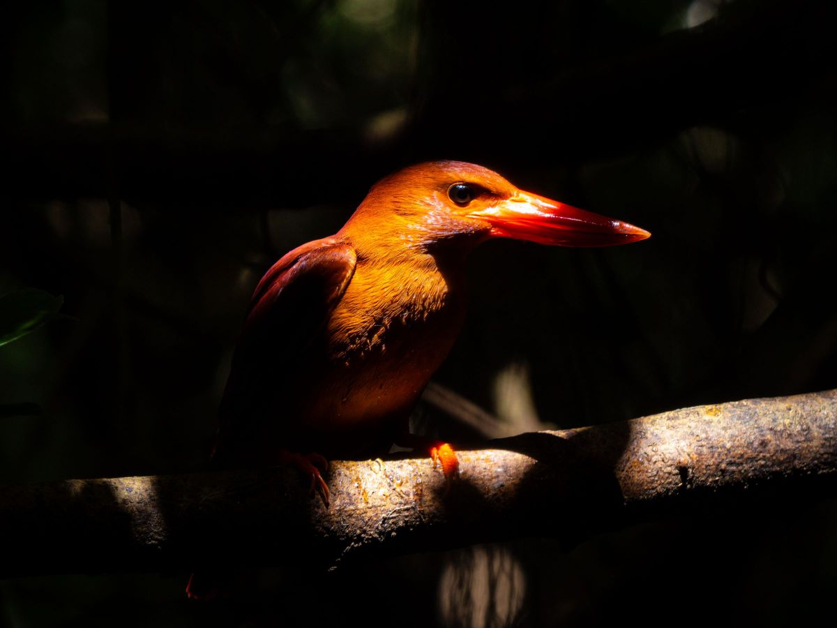 Forest Ruby | GANREF