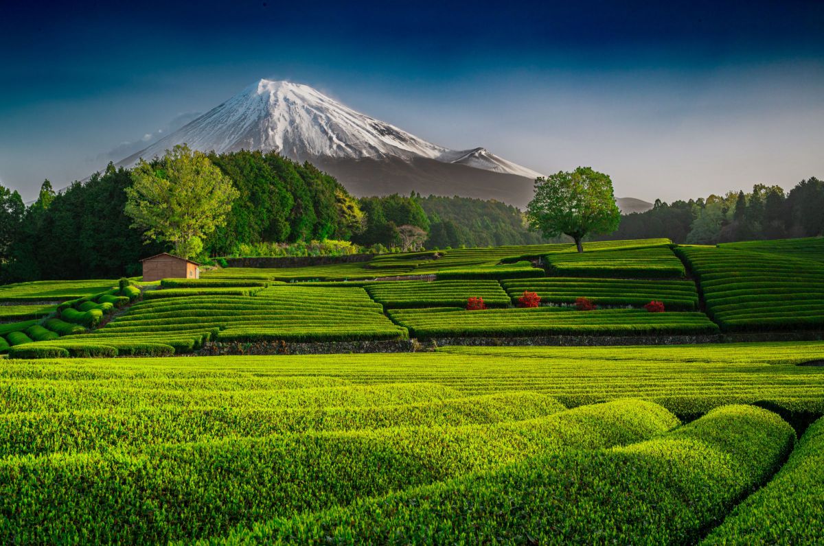 Tea plantation 茶畑 | GANREF