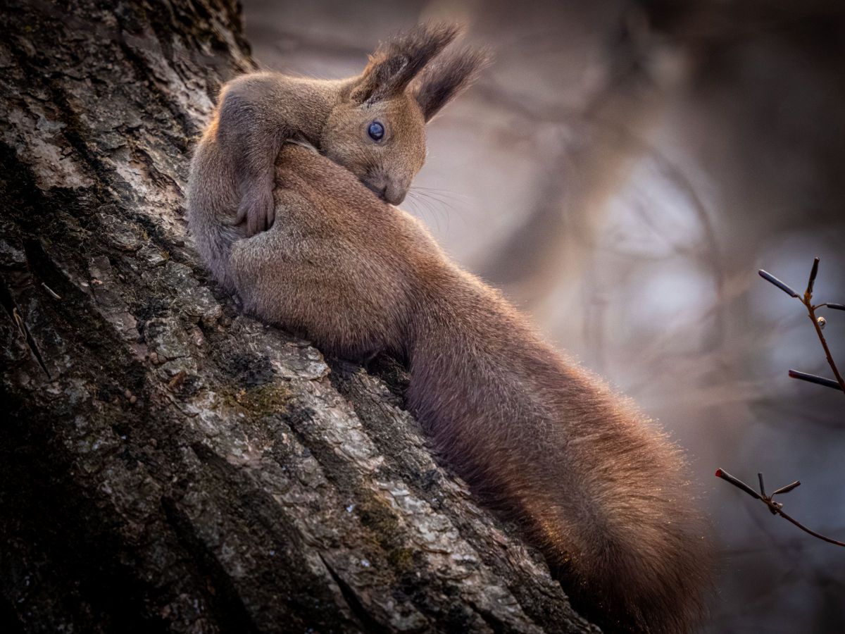 ポリポリ | GANREF