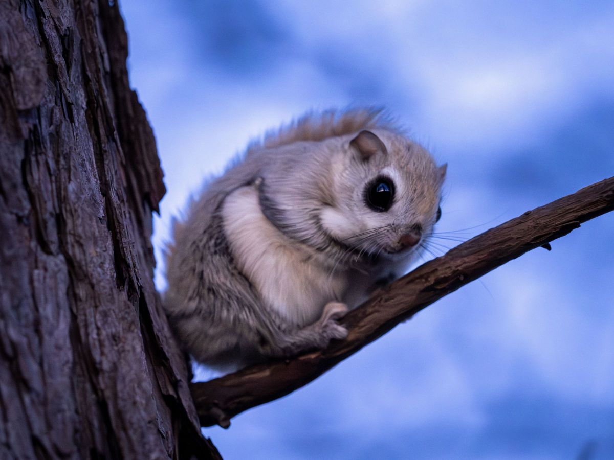Siberian flying squirrel | GANREF