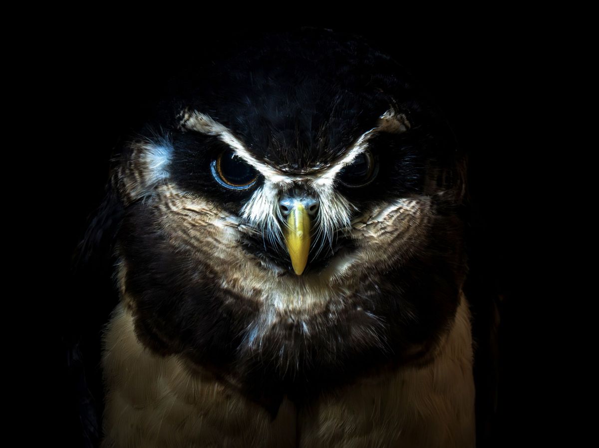 フクロウ3 OM-1 | GANREF