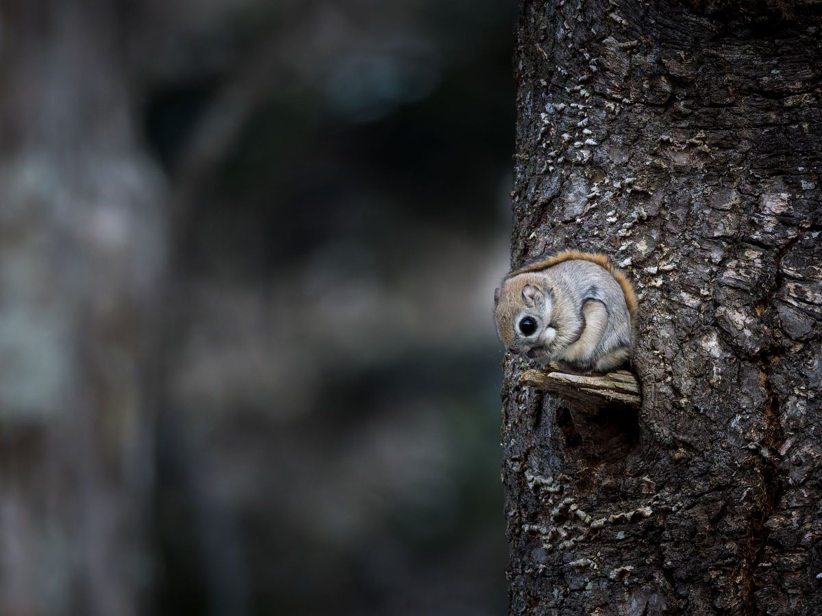 エゾモモンガ | GANREF