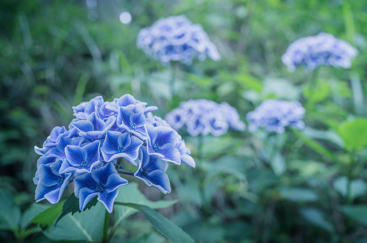 あじさい | GANREF