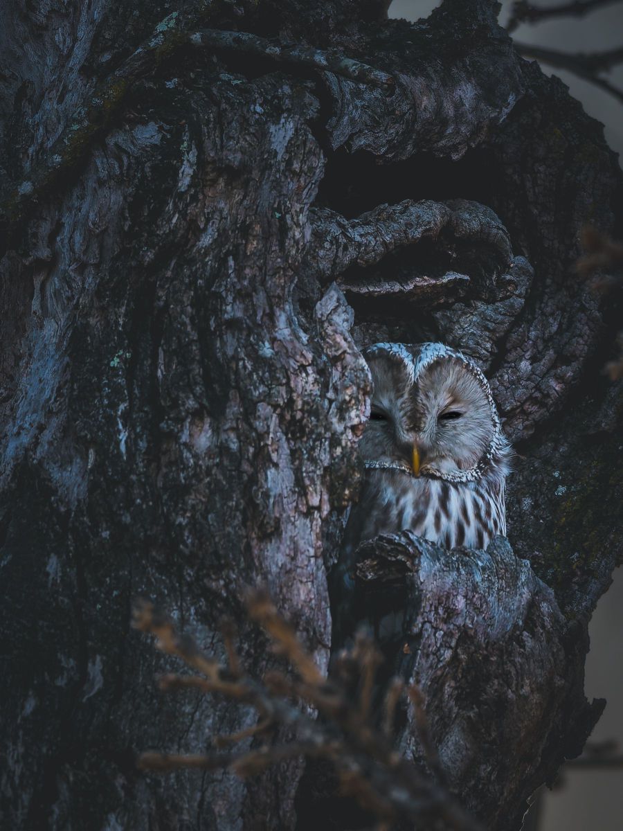 エゾフクロウ | GANREF