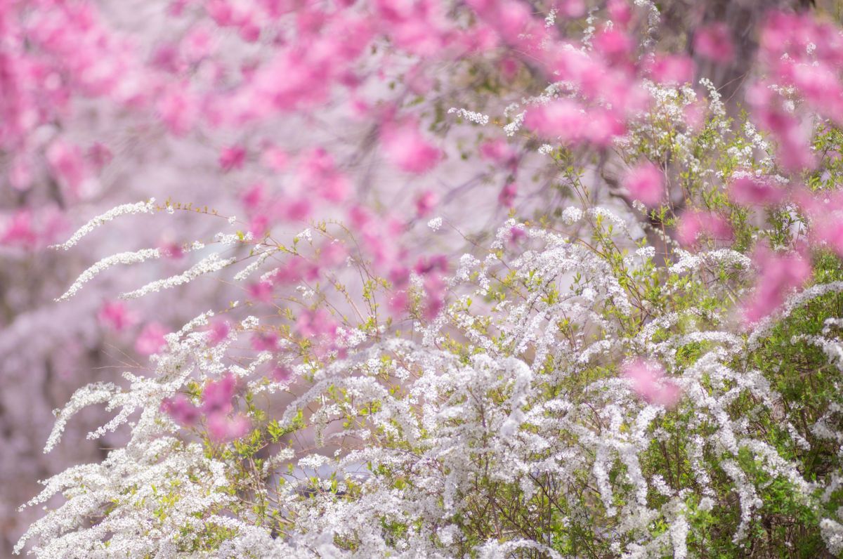 PINK ＆ WHITE | GANREF