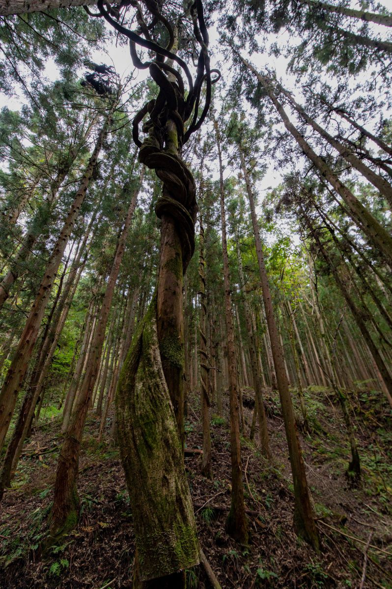 のびのび | GANREF