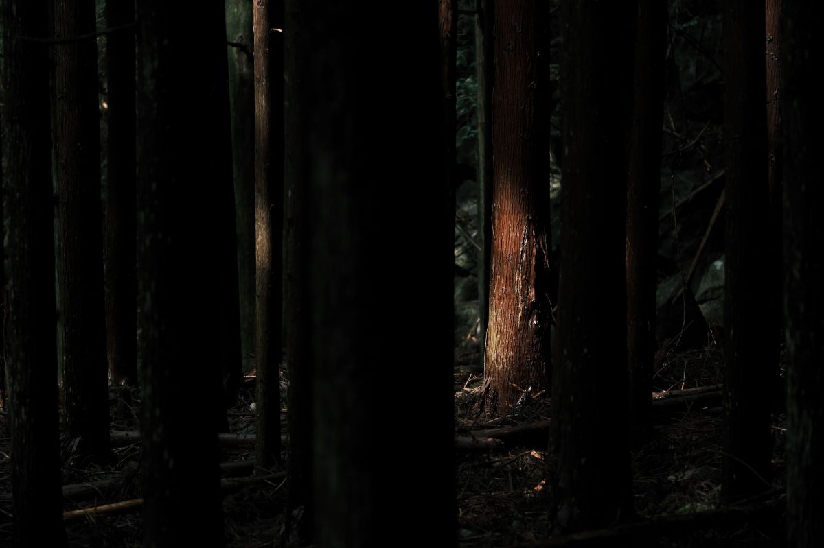 Kumano Forest | GANREF