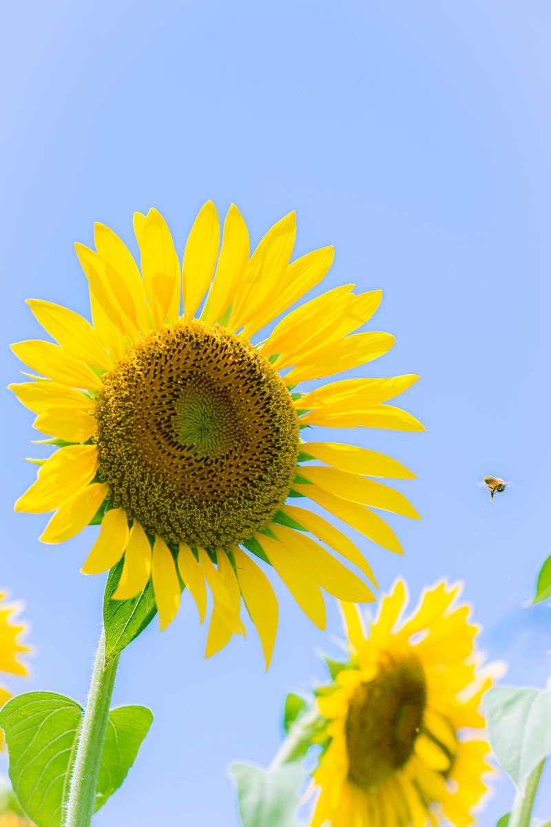 夏のひまわりと蜂.jpeg | GANREF