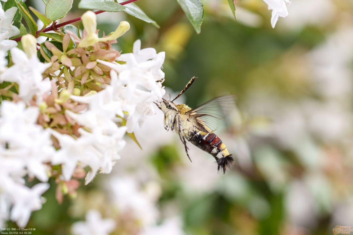 オオスカシバ | GANREF