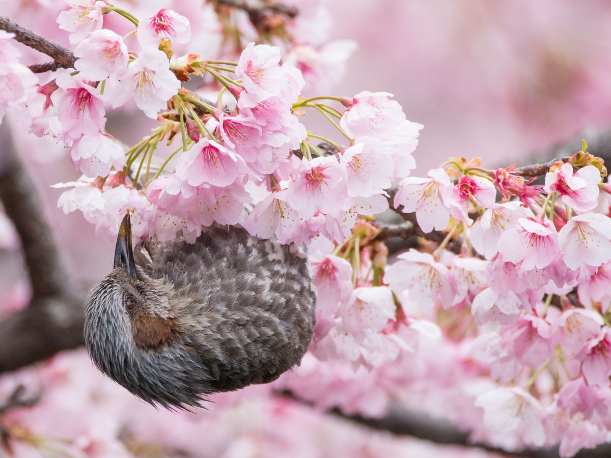 SIGMA 150-600mm F5-6.3 DG OS HSM [Contemporary]の手振れ補正・ボケ・逆光耐性etc. | GANREF