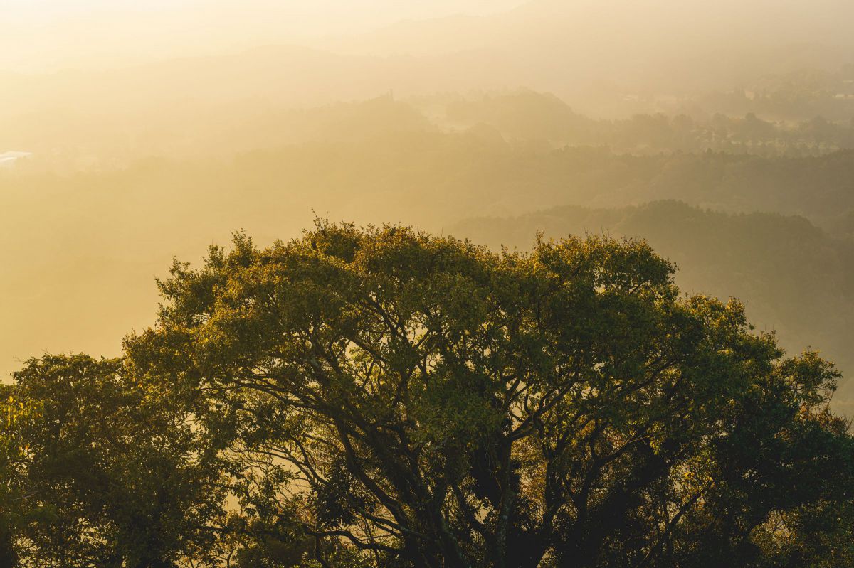 in the morning mist | GANREF