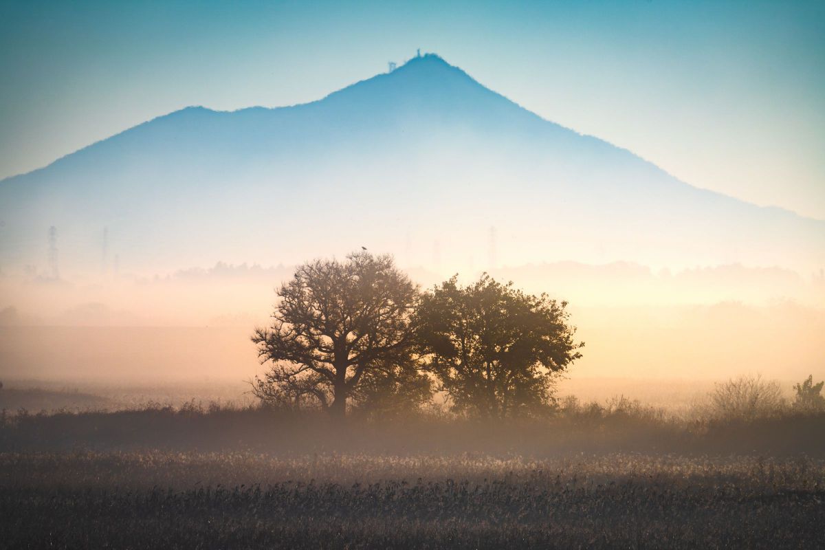 tree in the fog | GANREF