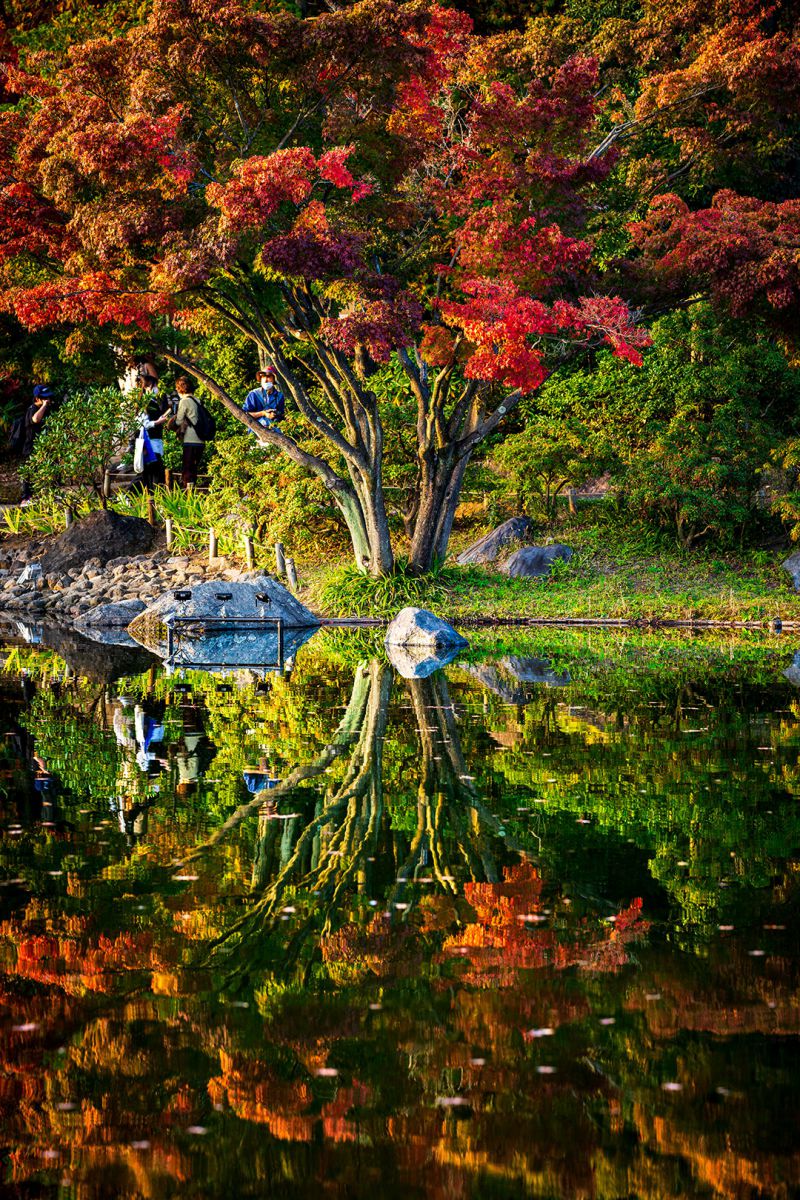 autumn leaves reflection | GANREF