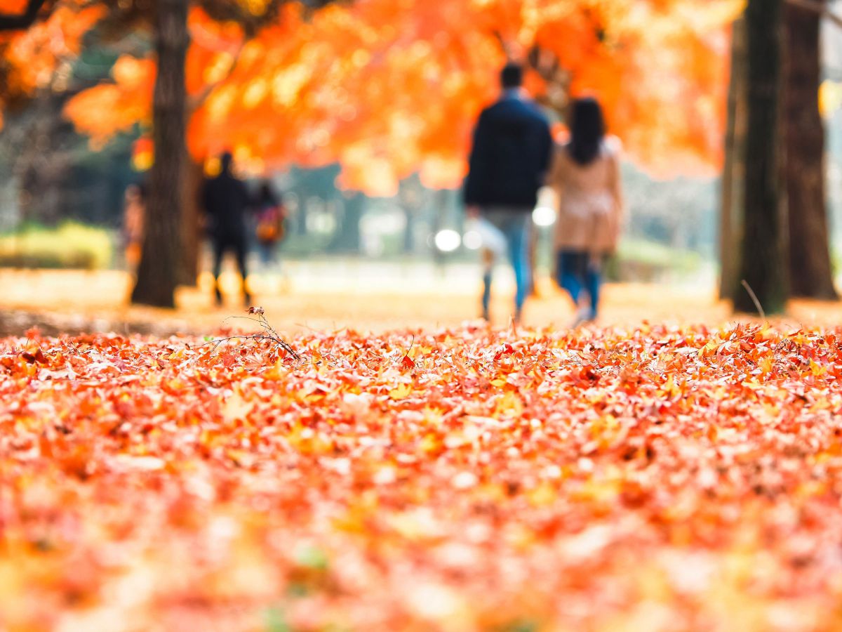 warm orange carpet. | GANREF