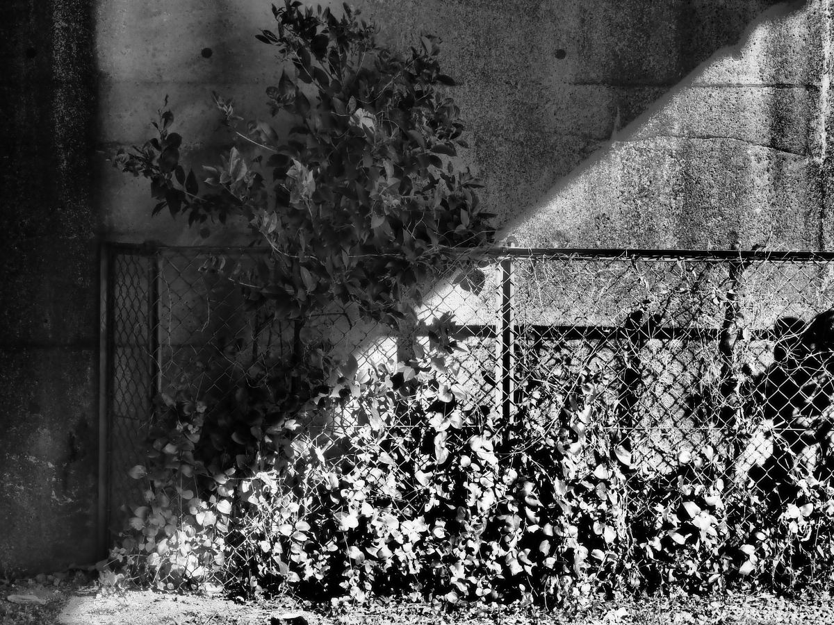 shadow and light | GANREF