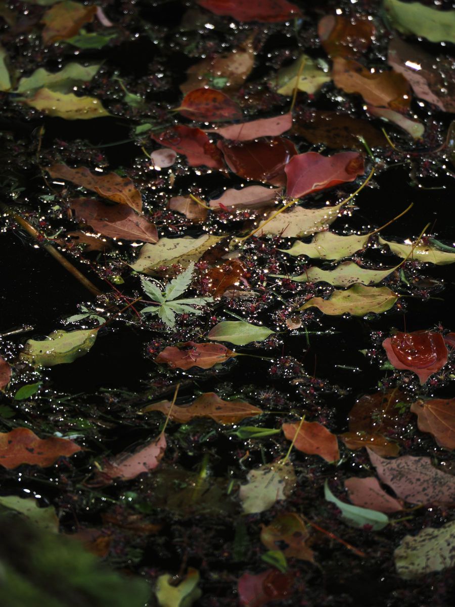 Looks like it's frozen | GANREF