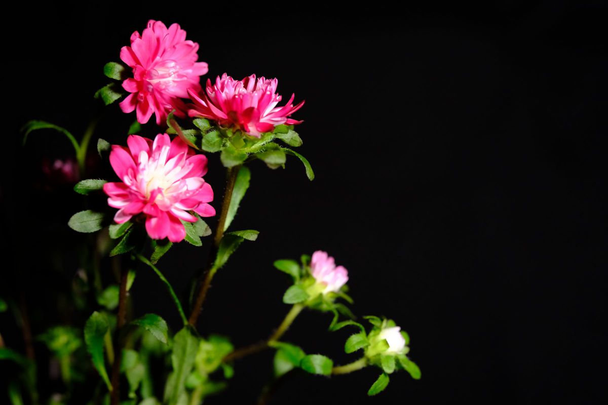 Flower August 31st vivid | GANREF