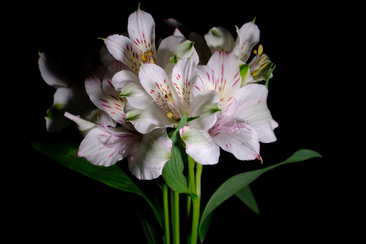 Flower May 25th vivid | GANREF