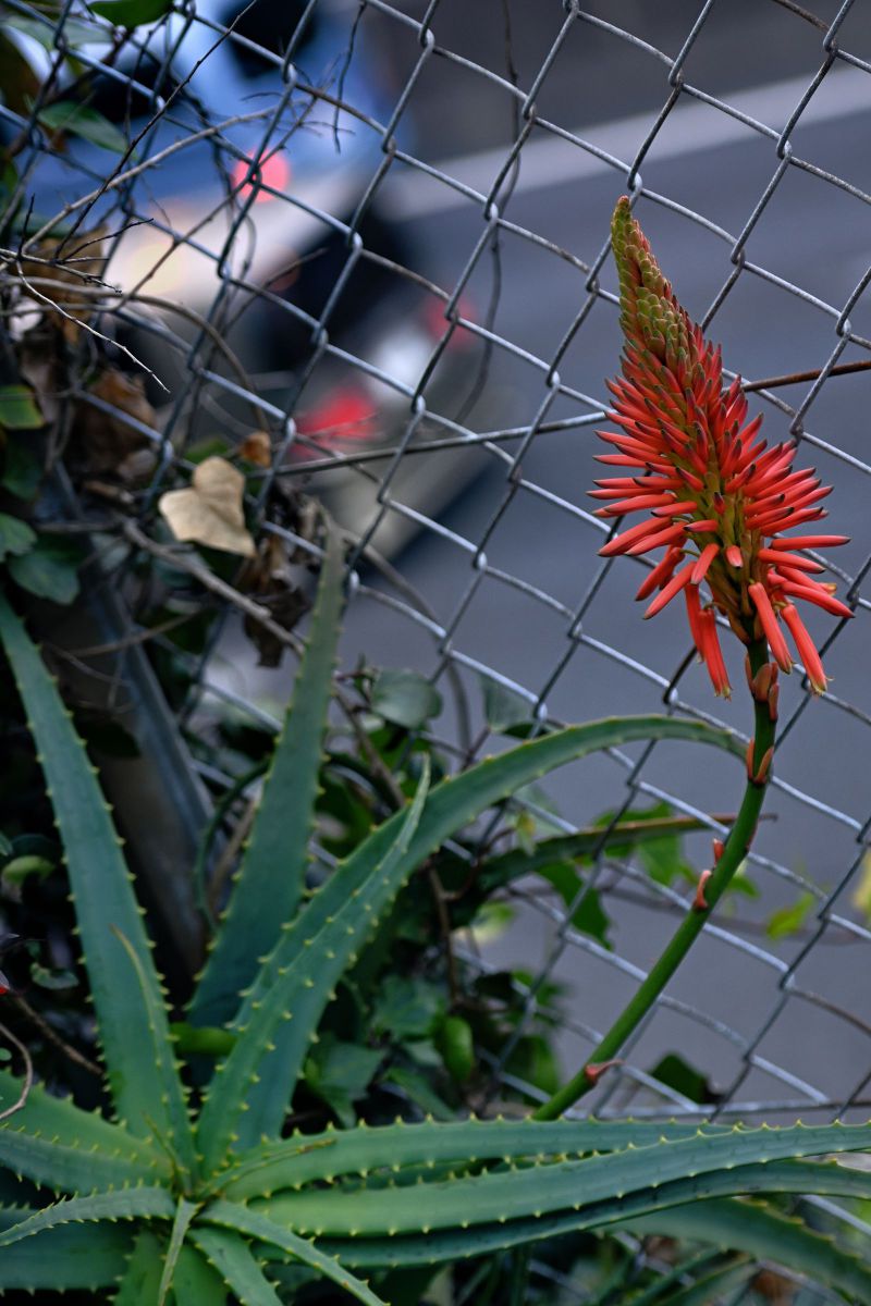 Red Green Blue | GANREF