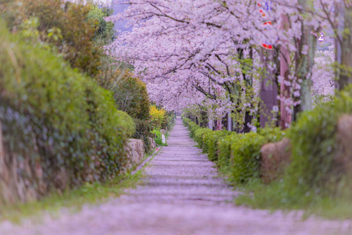 Sakura road 2025 No2 | GANREF