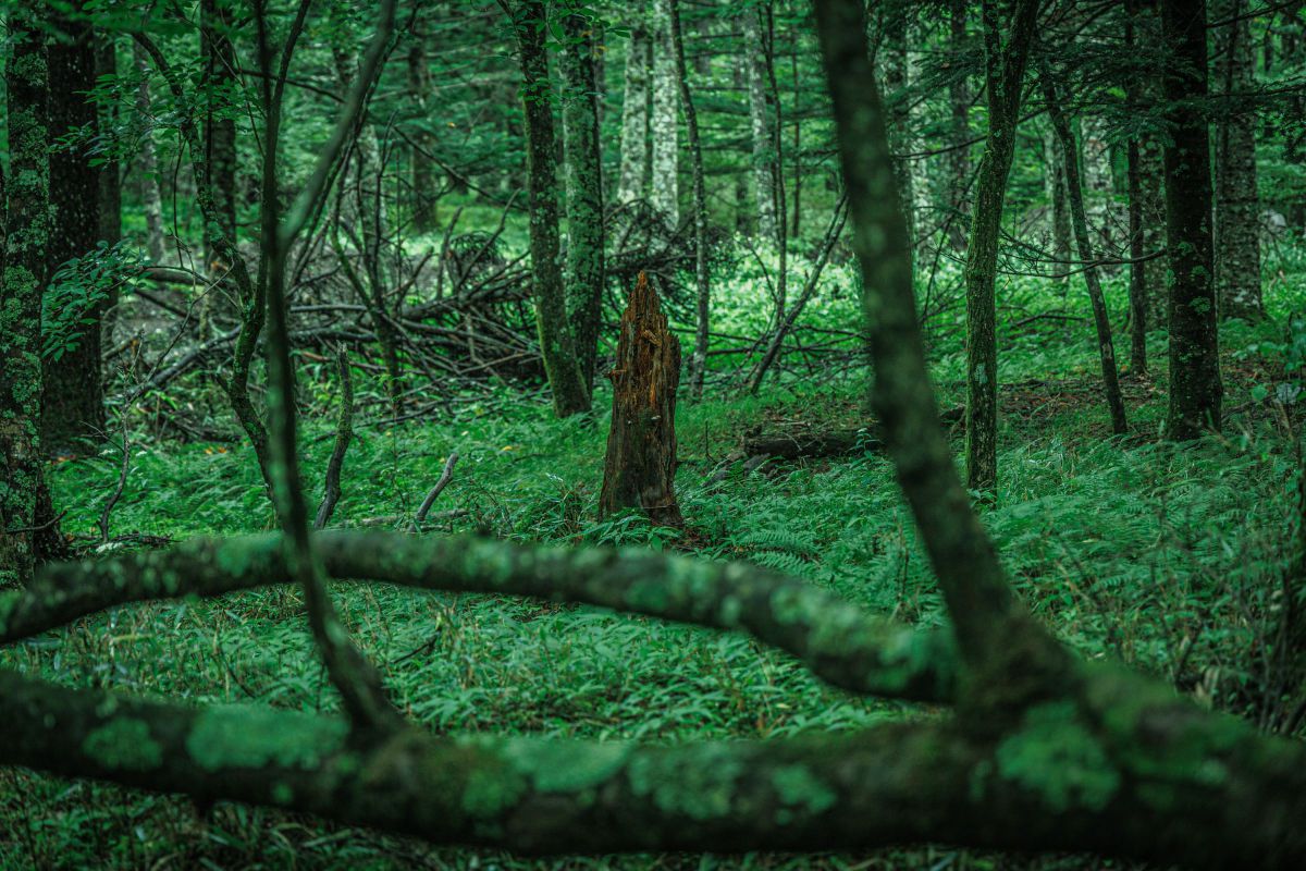 Stay there... | GANREF