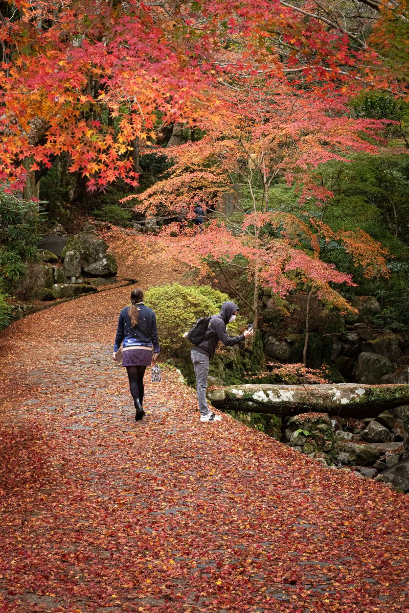 紅葉狩り | GANREF