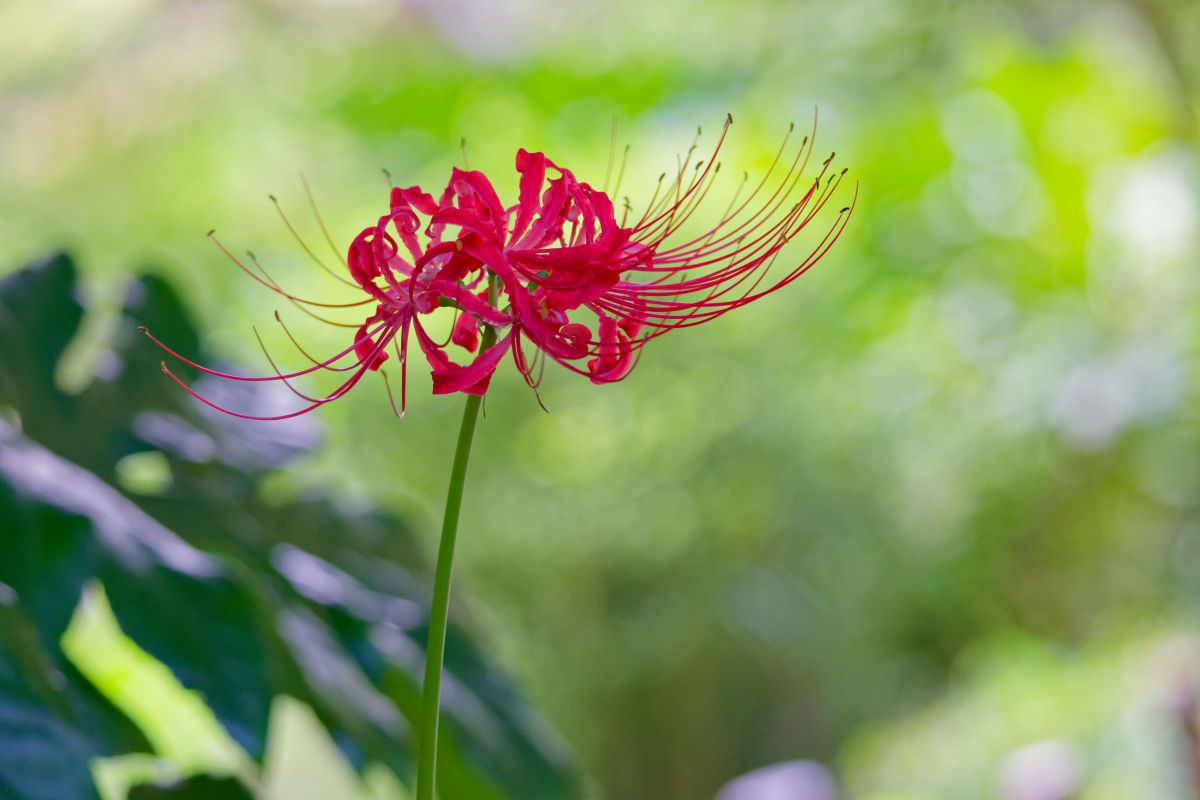 Red spider lily 2025 | GANREF