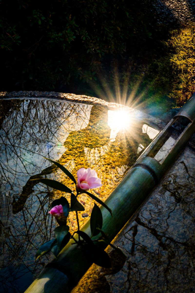 清らかな光／Pure light | GANREF