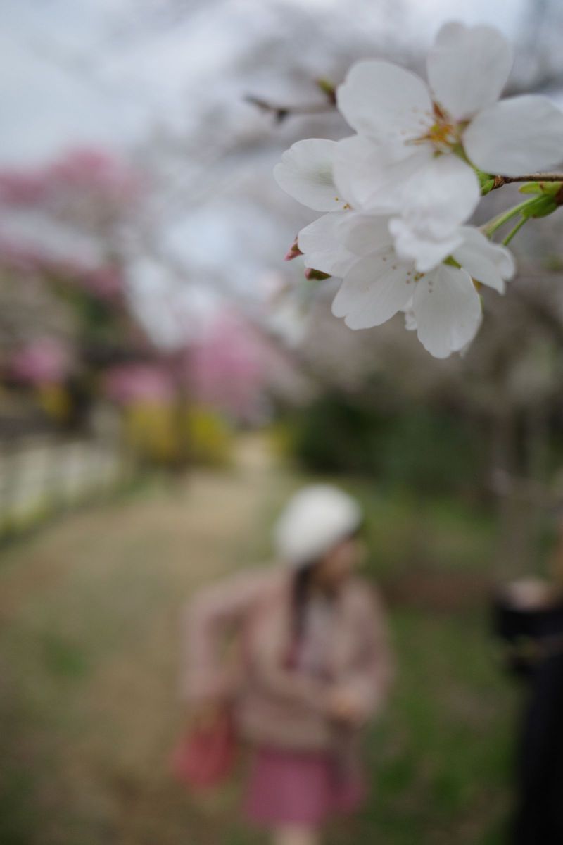 最後の桜 | GANREF