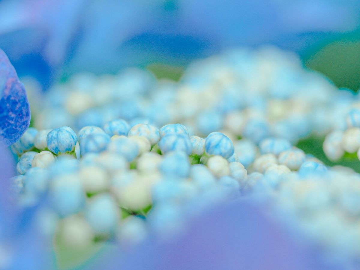 今日の紫陽花𓂃 𓈒𓐍⭐︎ | GANREF