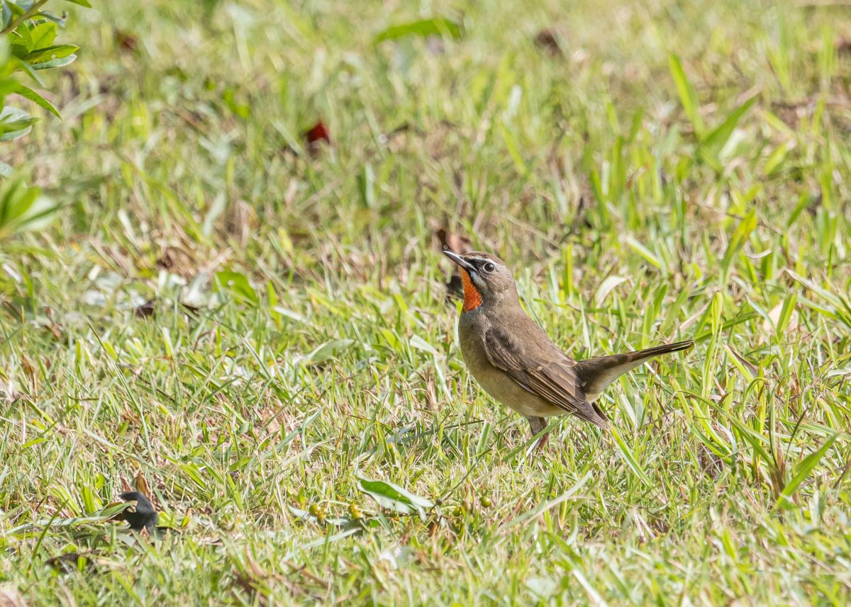 ノゴマ-1 | GANREF