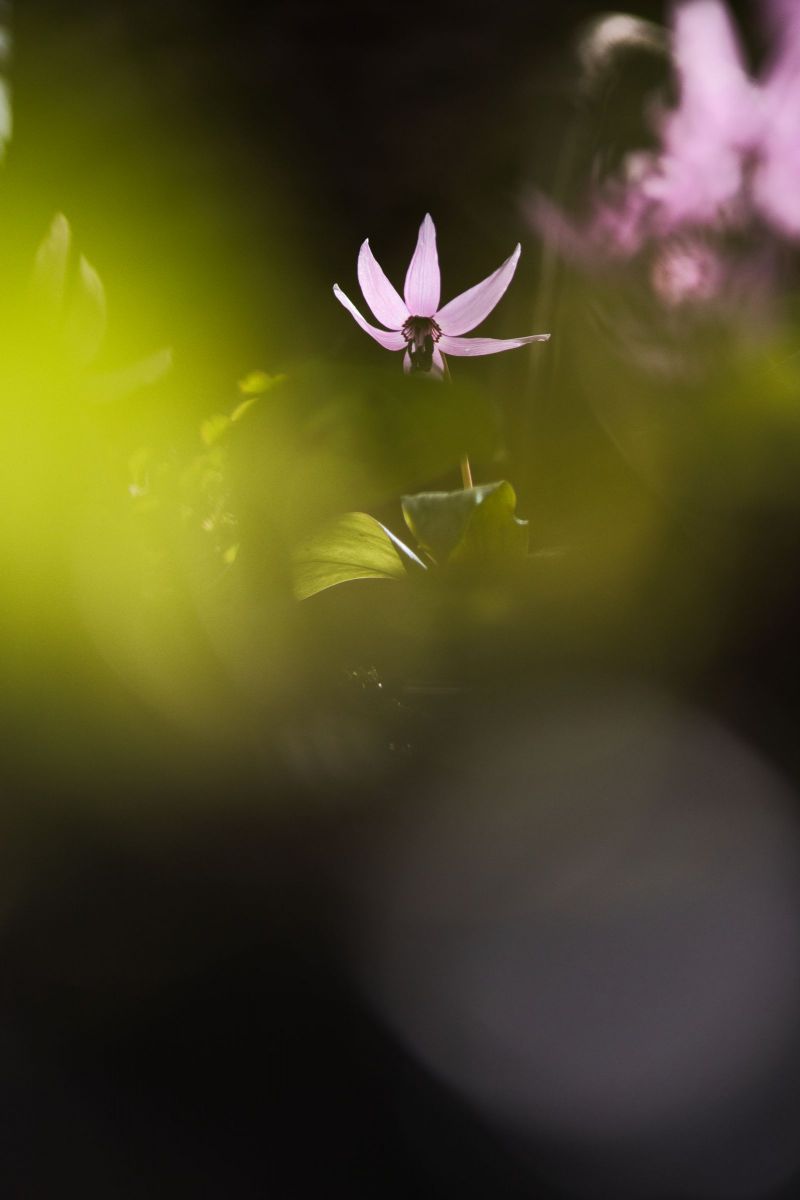 春の幻想、カタクリ | GANREF