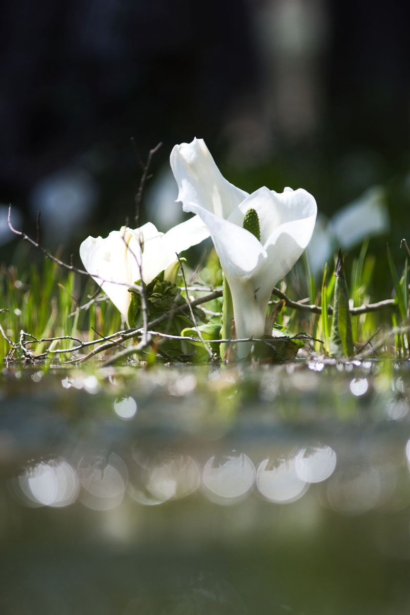 春の湿原に輝く、オチクラミズバショウ | GANREF