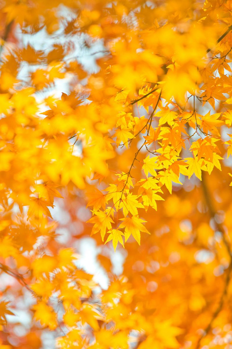 いろはもみじ、全光 | GANREF