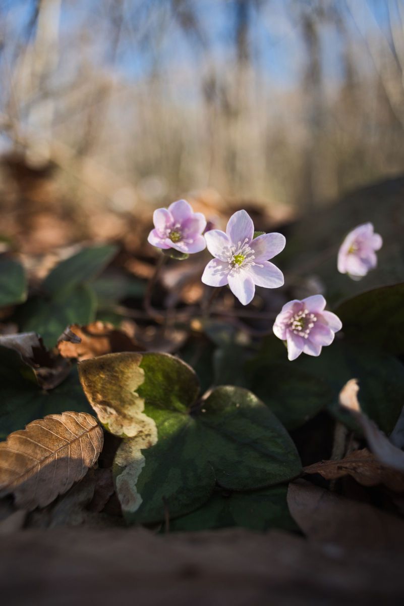 森に春が来た、雪割草 Hepatica sp. | GANREF