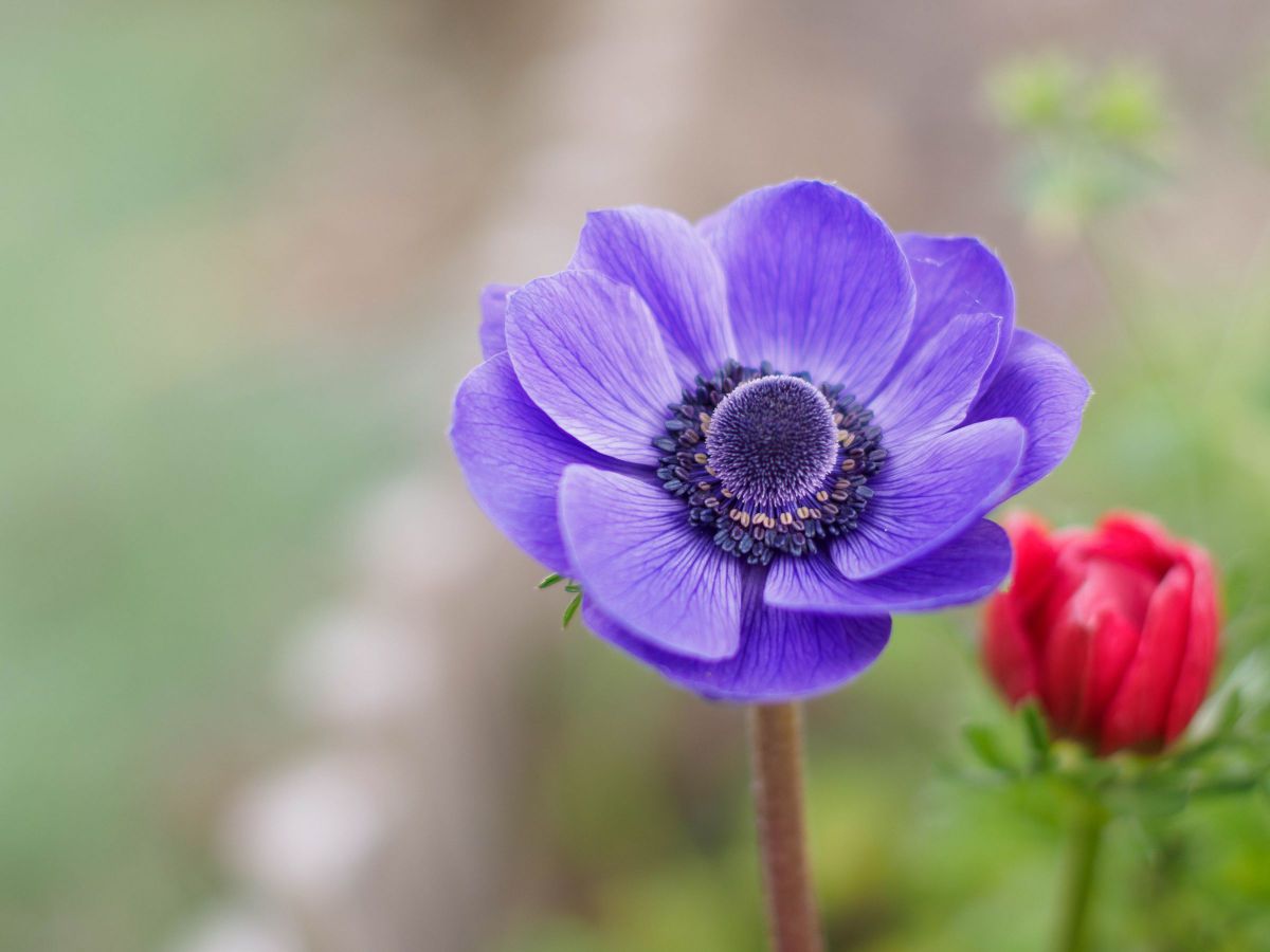 Violet Velvet | GANREF