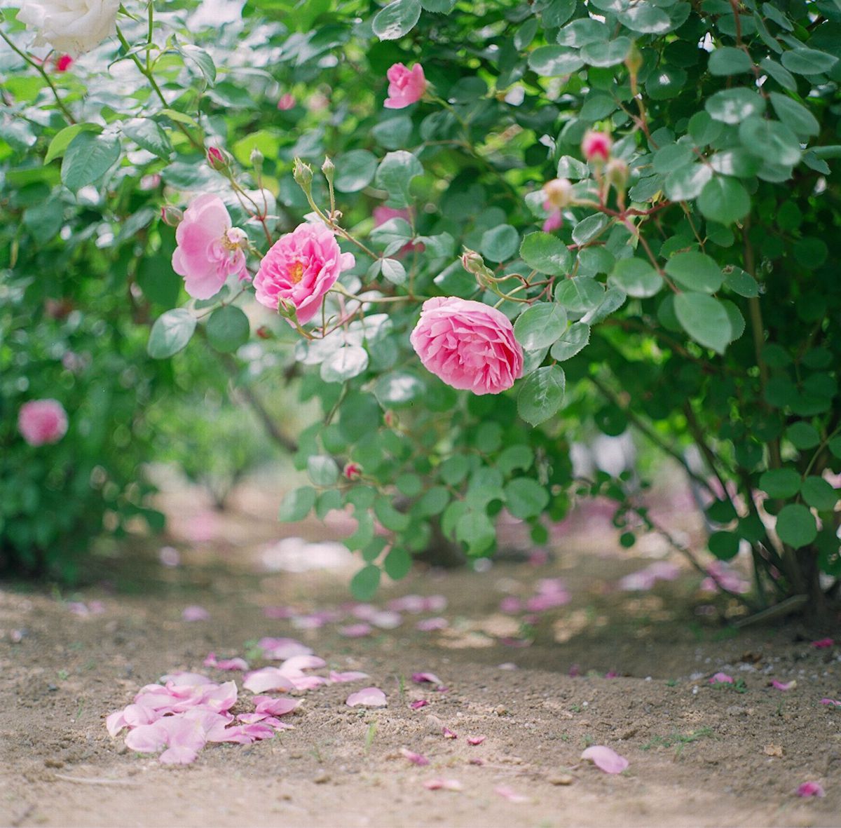 ローズガーデン*film | GANREF