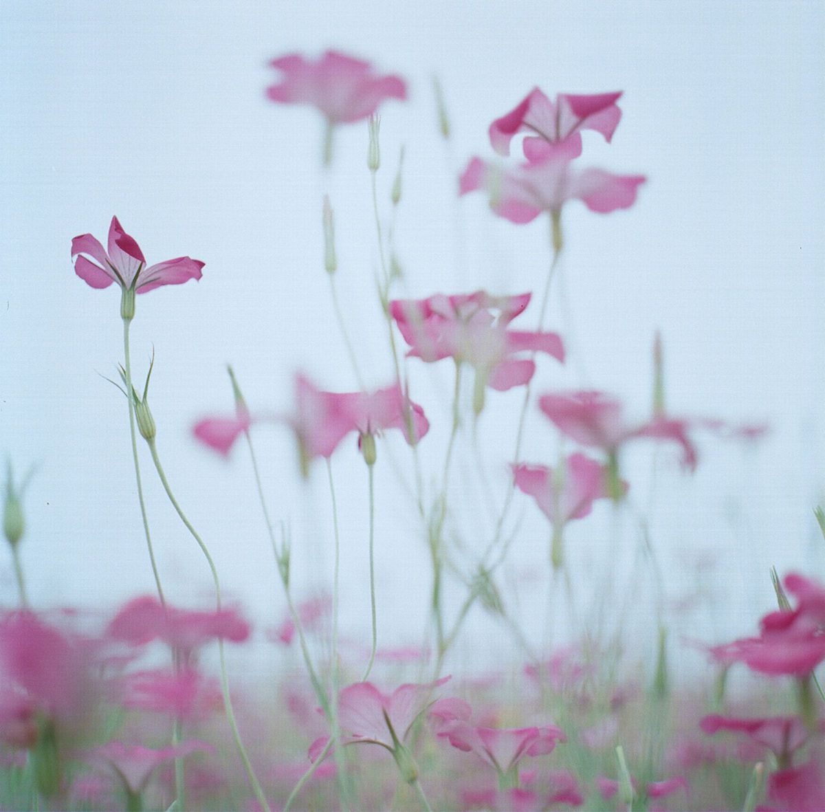 ポピー*film | GANREF