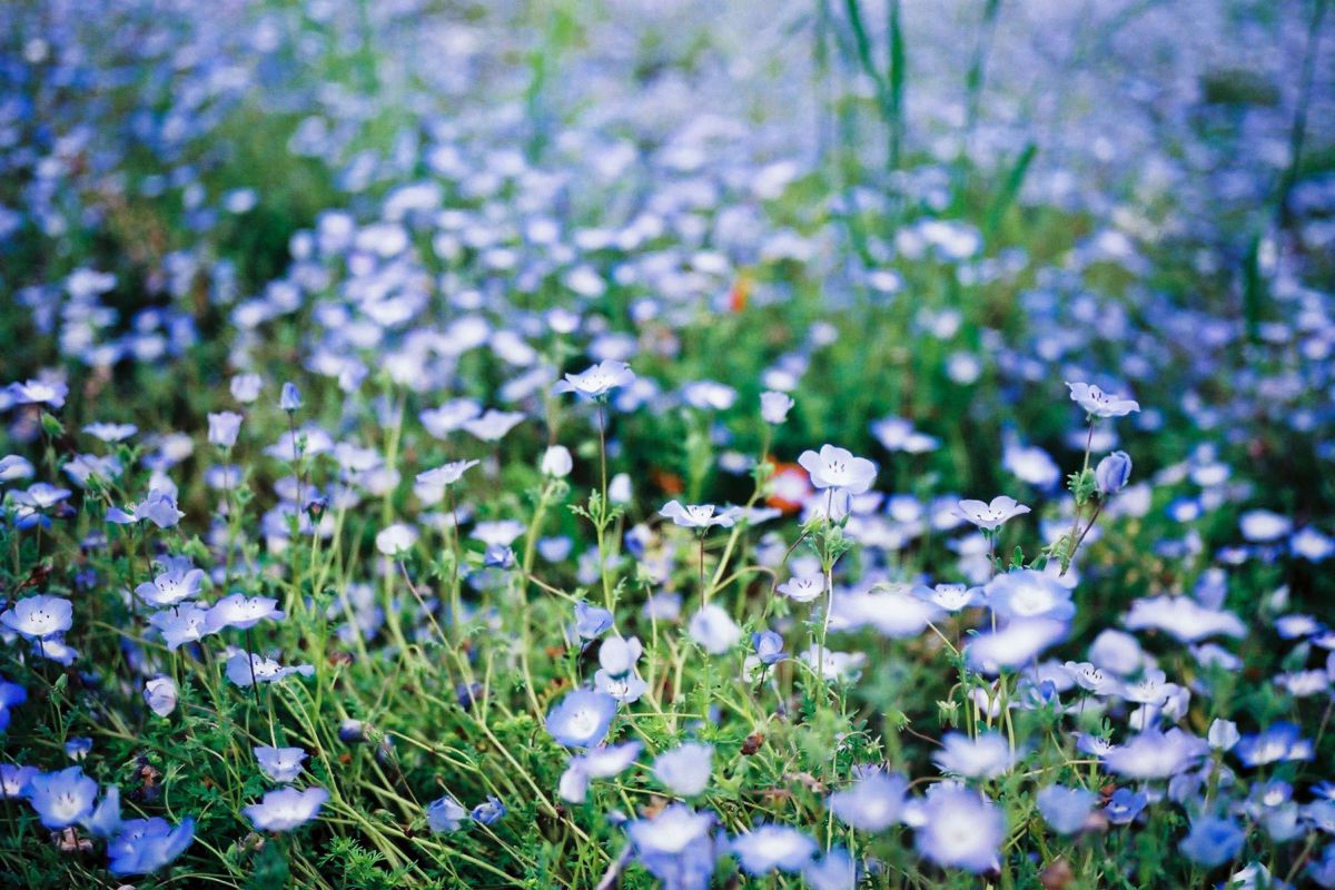 ネモフィラ*film | GANREF