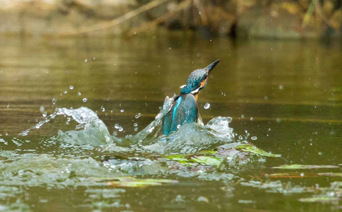 粘度40％ | GANREF