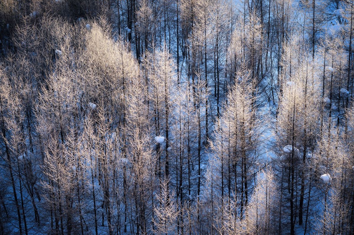 Frozen Forest | GANREF