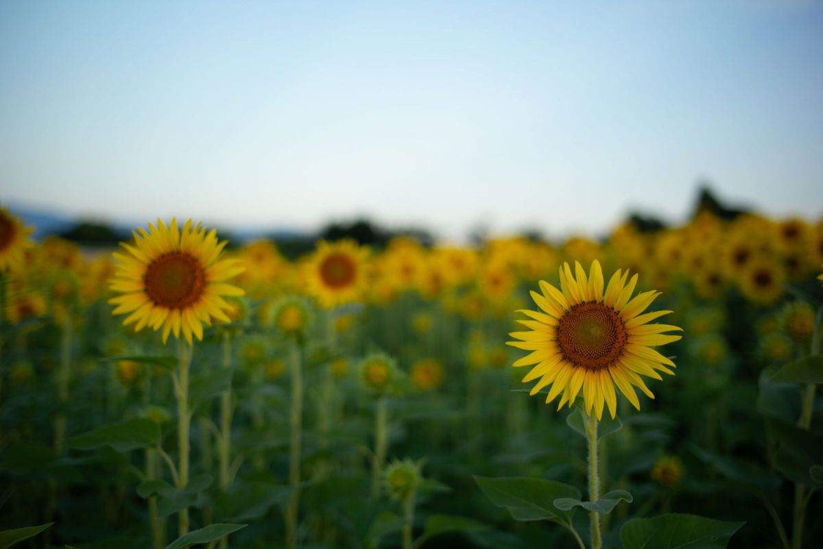 待ちわびた夜明け | GANREF