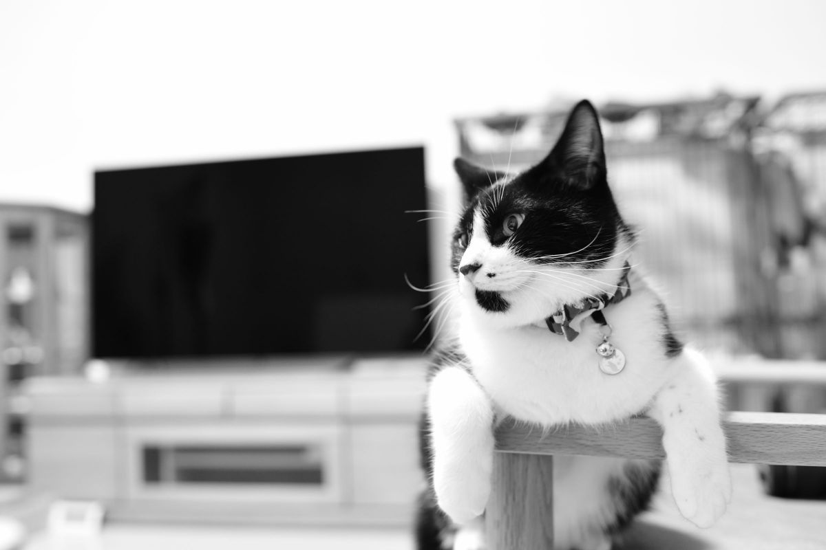 日本猫＃2 | GANREF