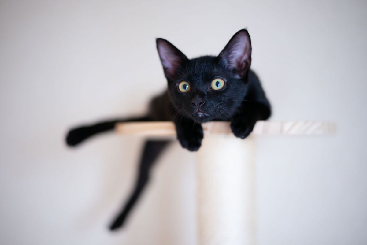 また頑張るにゃ（Cくん） | GANREF