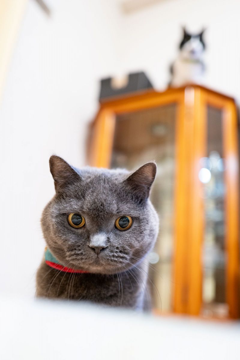 見下ろす（長男） | GANREF