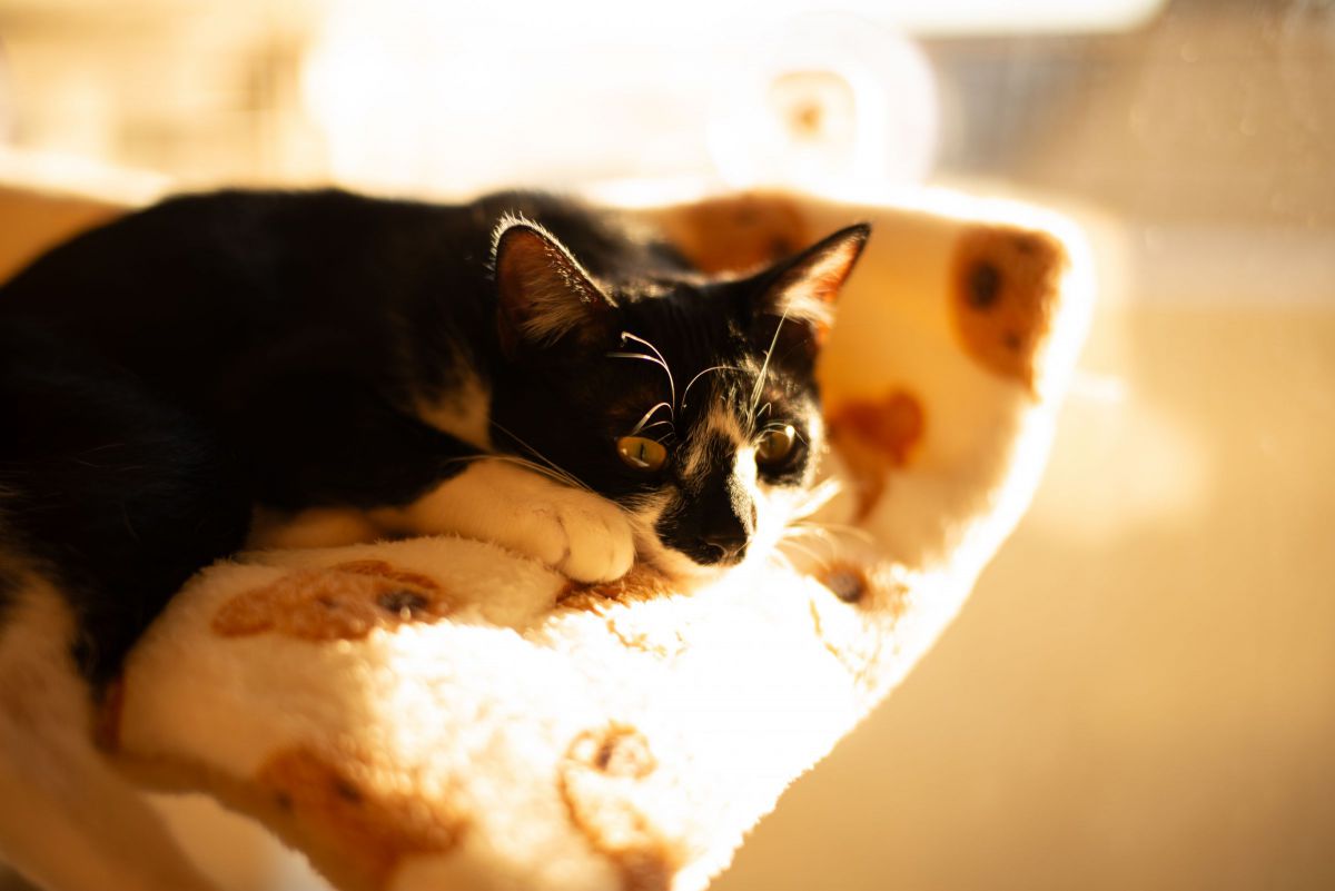 朝（Fクン） | GANREF