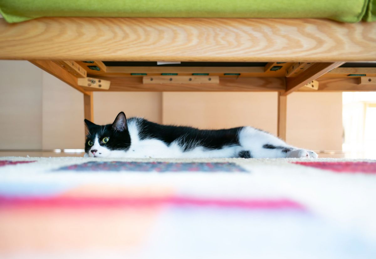 Under the sofa（次男） | GANREF