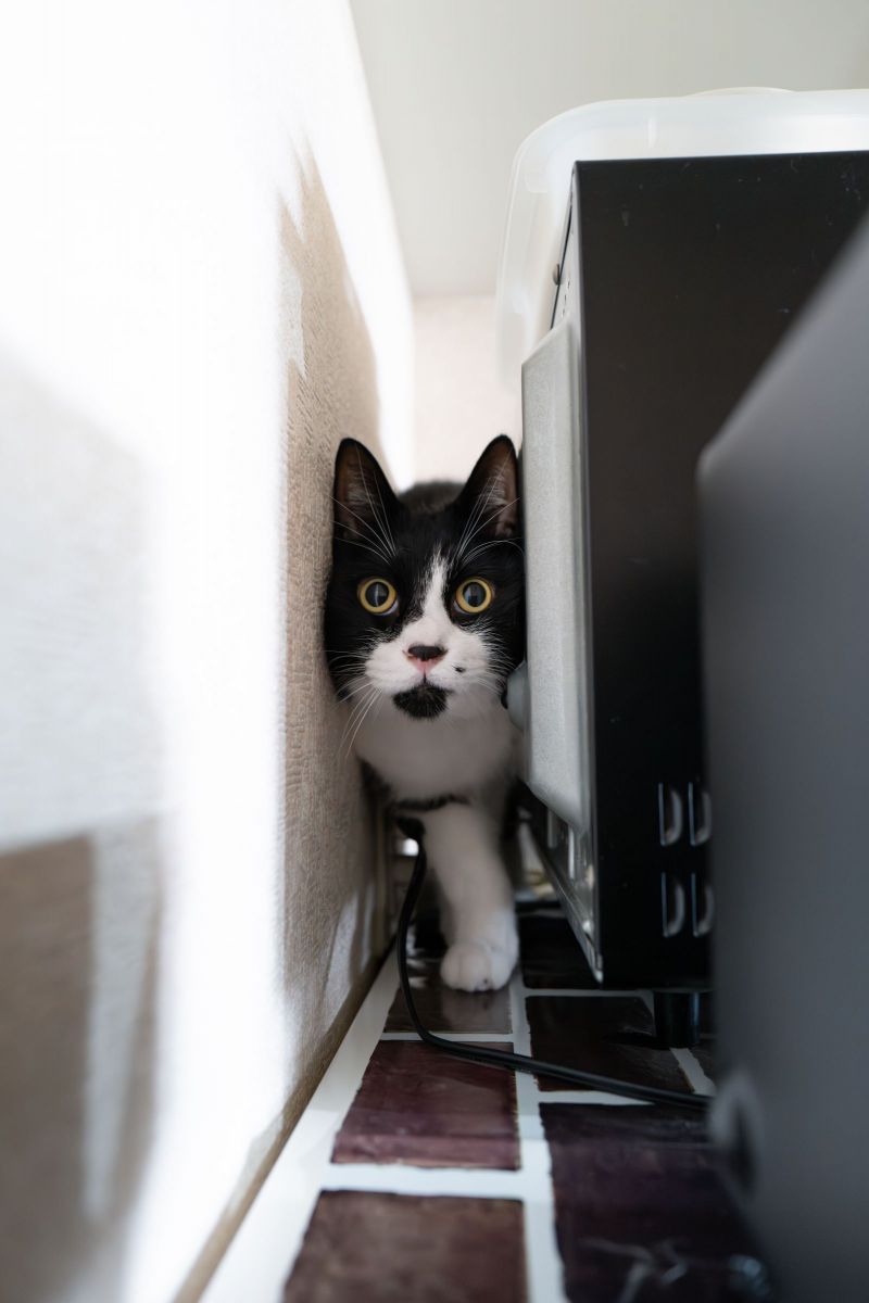 早く出ておいで（次男） | GANREF