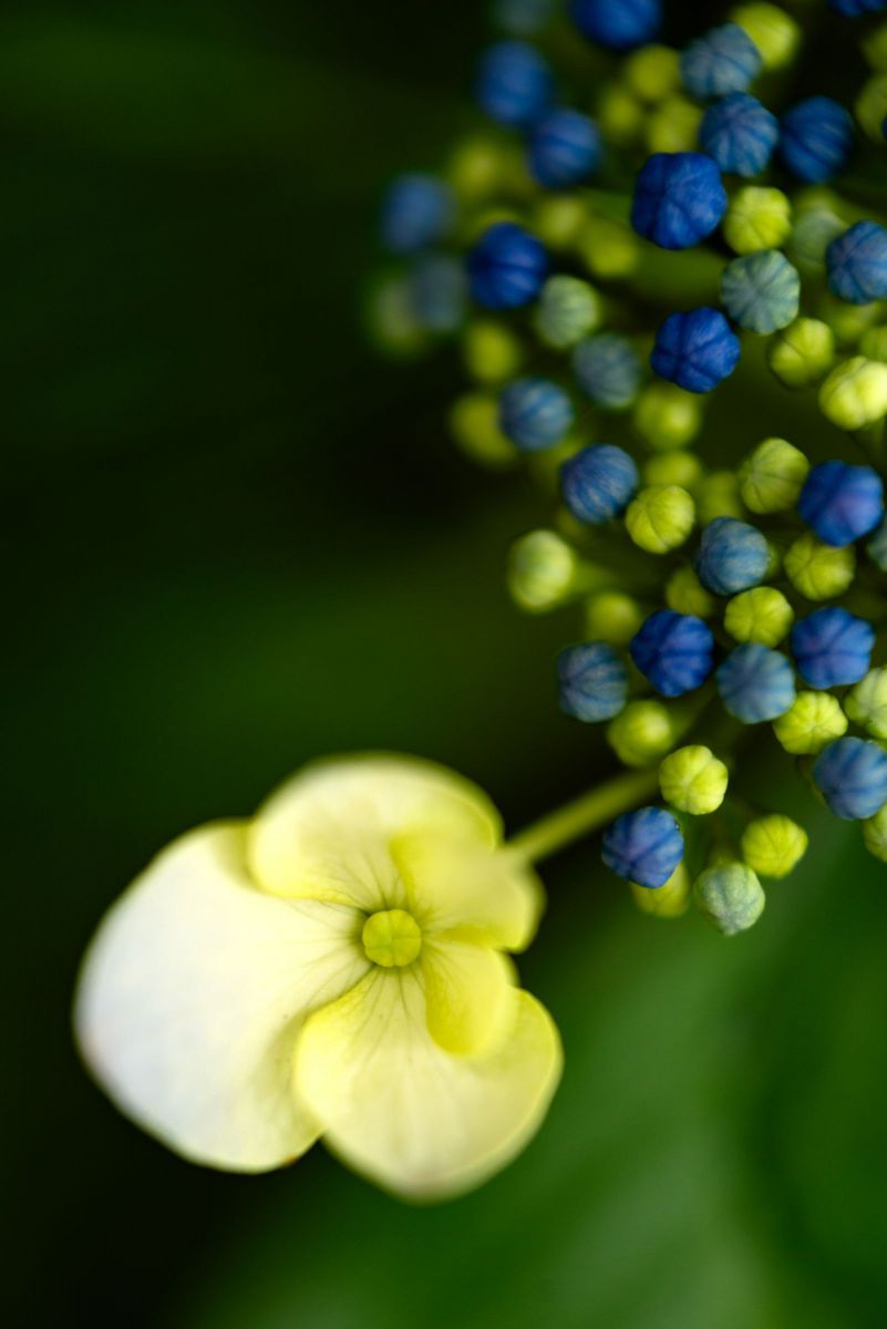 見頃は人それぞれ | GANREF