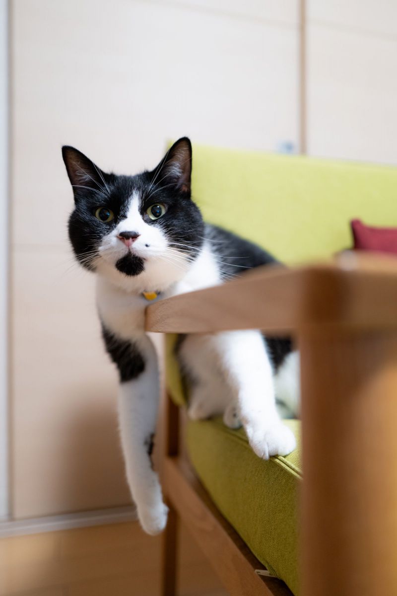 遊んで欲しいにゃー（次男） | GANREF